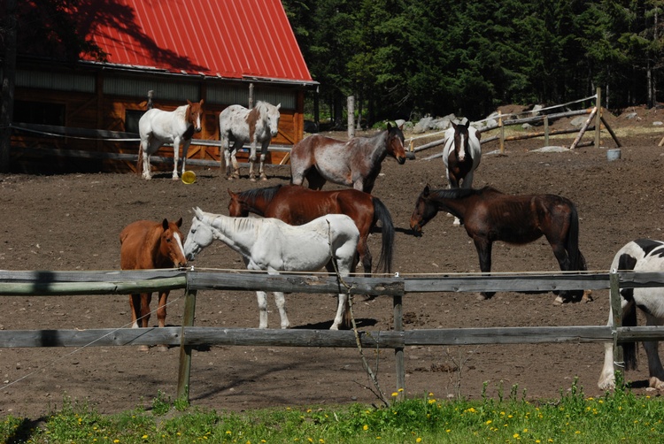 Pension Lone Butte, British Columbia Beaver Guest Ranch im Sommer ...